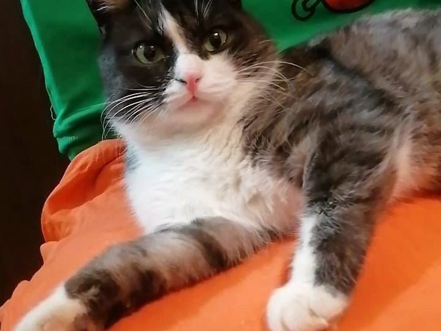 Котик в добрые руки