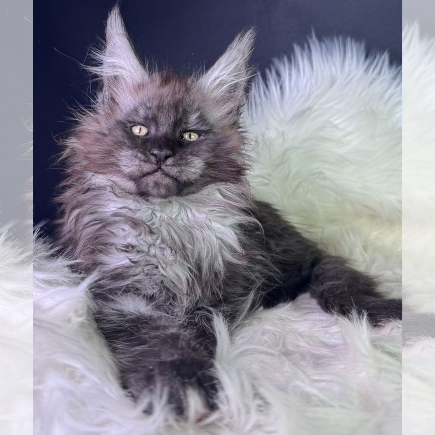 Мейн-кун котёнок