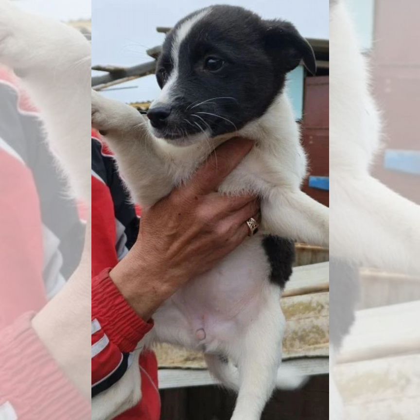 Щенок в добрые руки