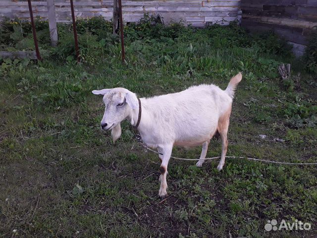 Козы дойные, козлята