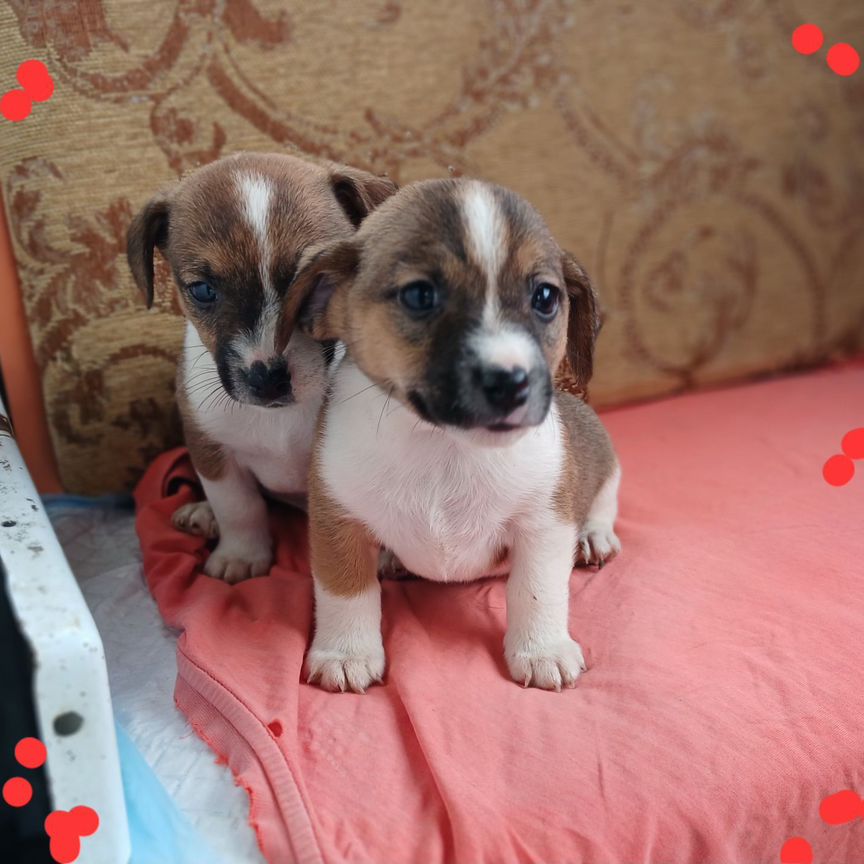 Щенки джек рассел терьера