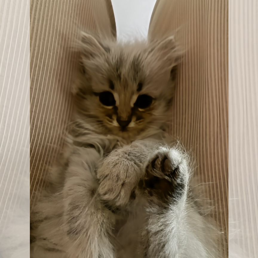 Сибирский котёнок