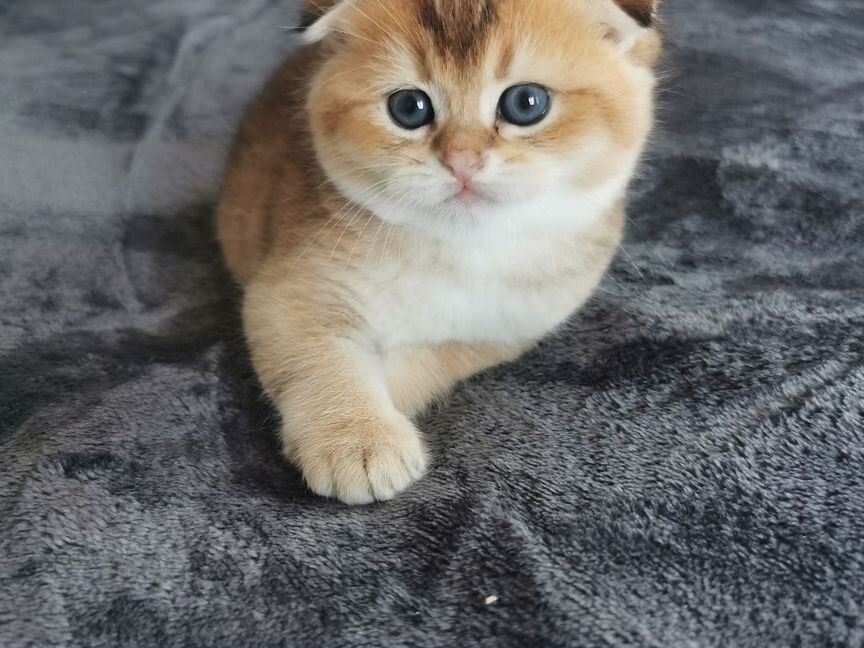 Шотландские котята с родословной
