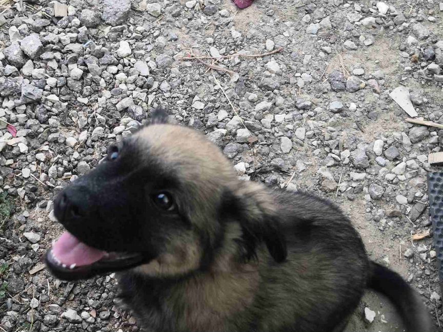 Помесь с бельгийской овчаркой