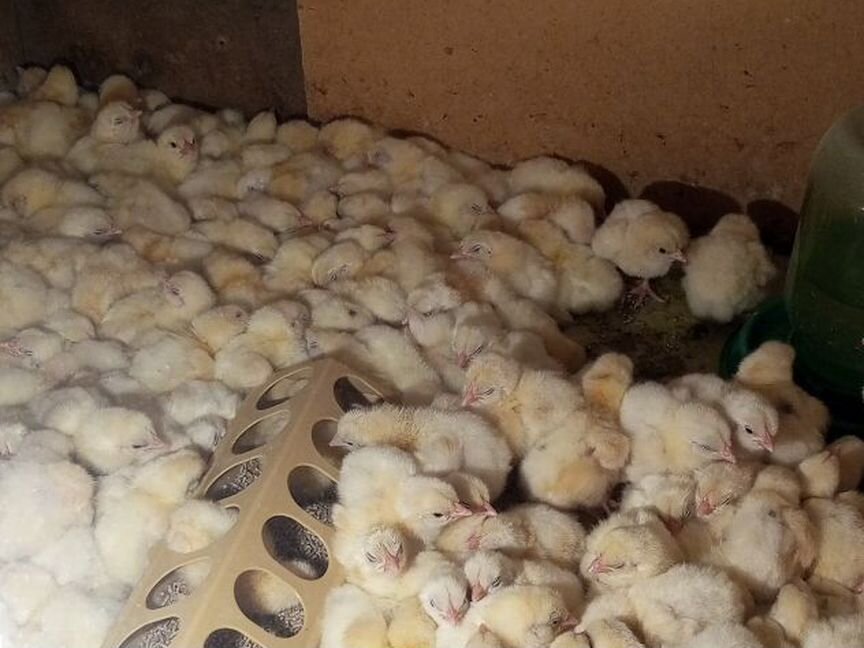 Цыплята бройлеры суточные