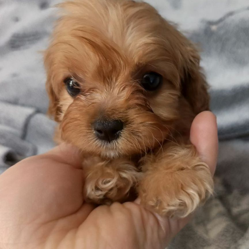 Мальтипу, щенок