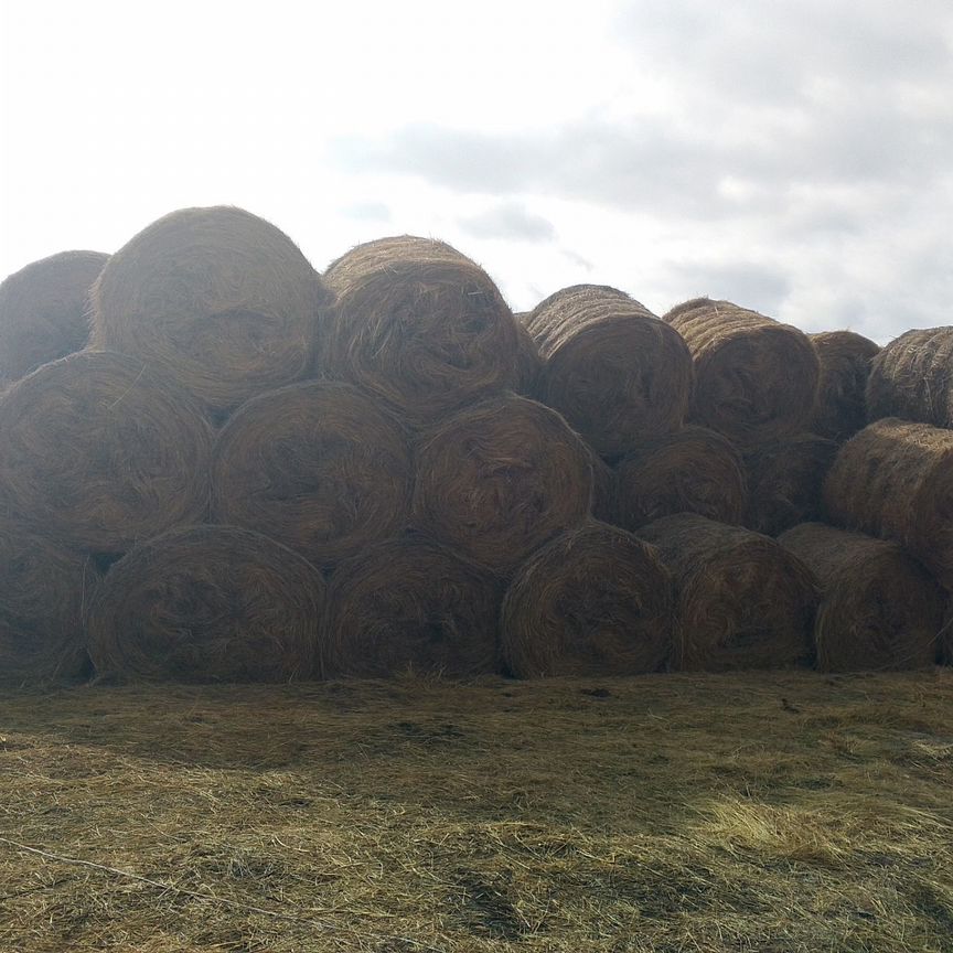 Продам сено в рулонах