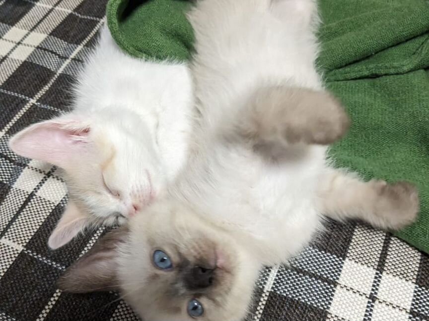 Котята дворянские