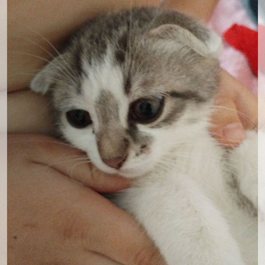 Котенок девочка в добрые руки