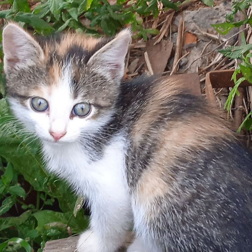 Котята в добрые руки бесплатно