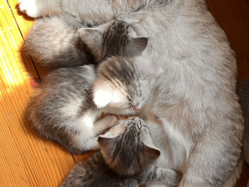 Котята шотландцы