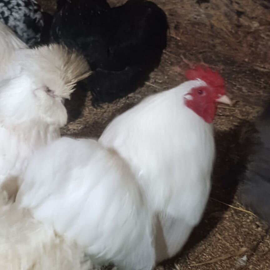 Петушки кохинхин карликовый