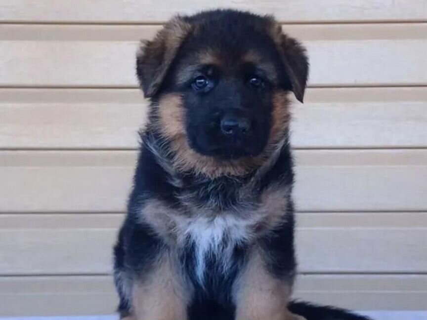 Немецкая овчарка метис