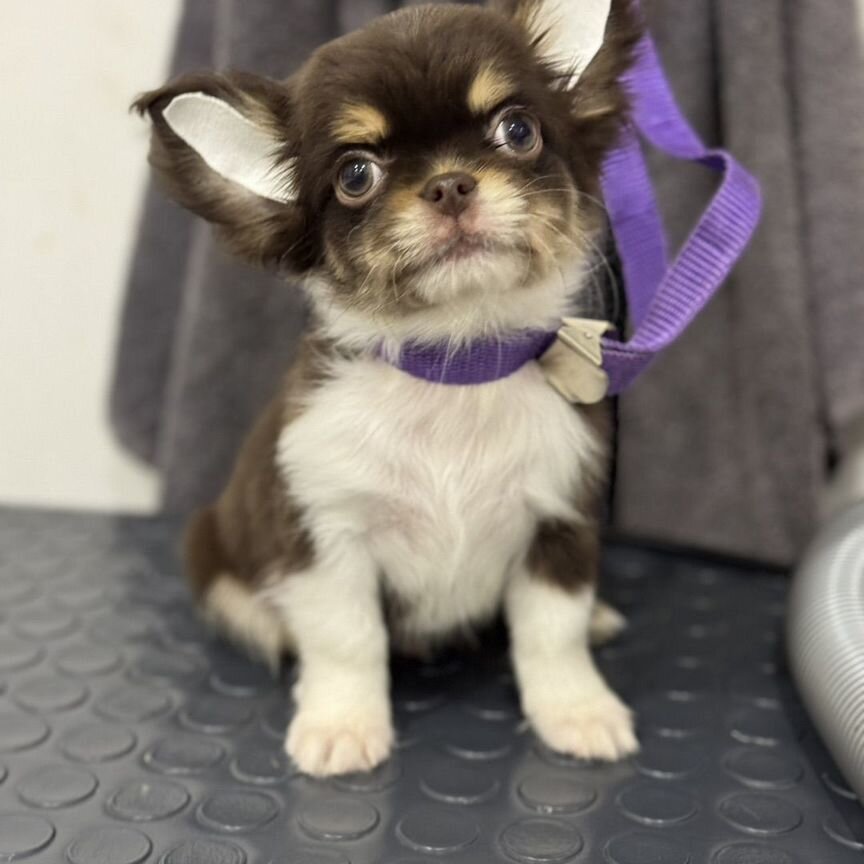 Утренний Кекс, дш пацан