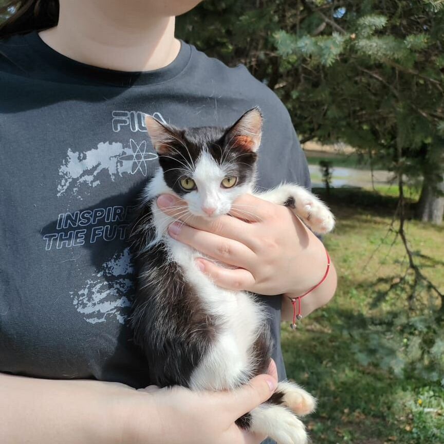 Коты