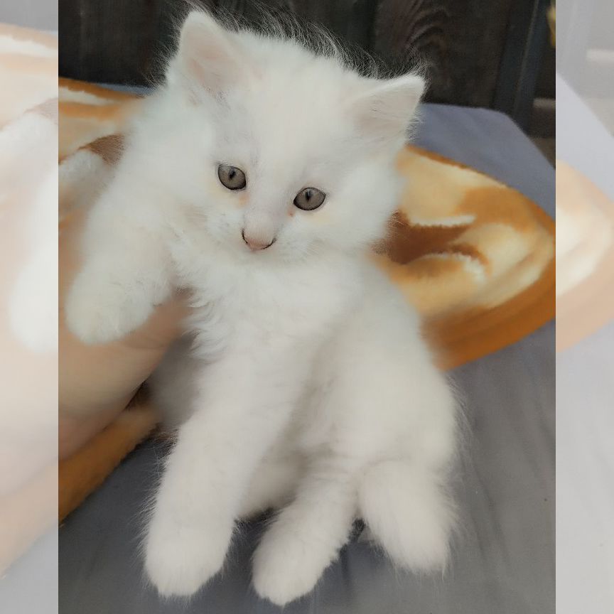 Котята в заботливые руки