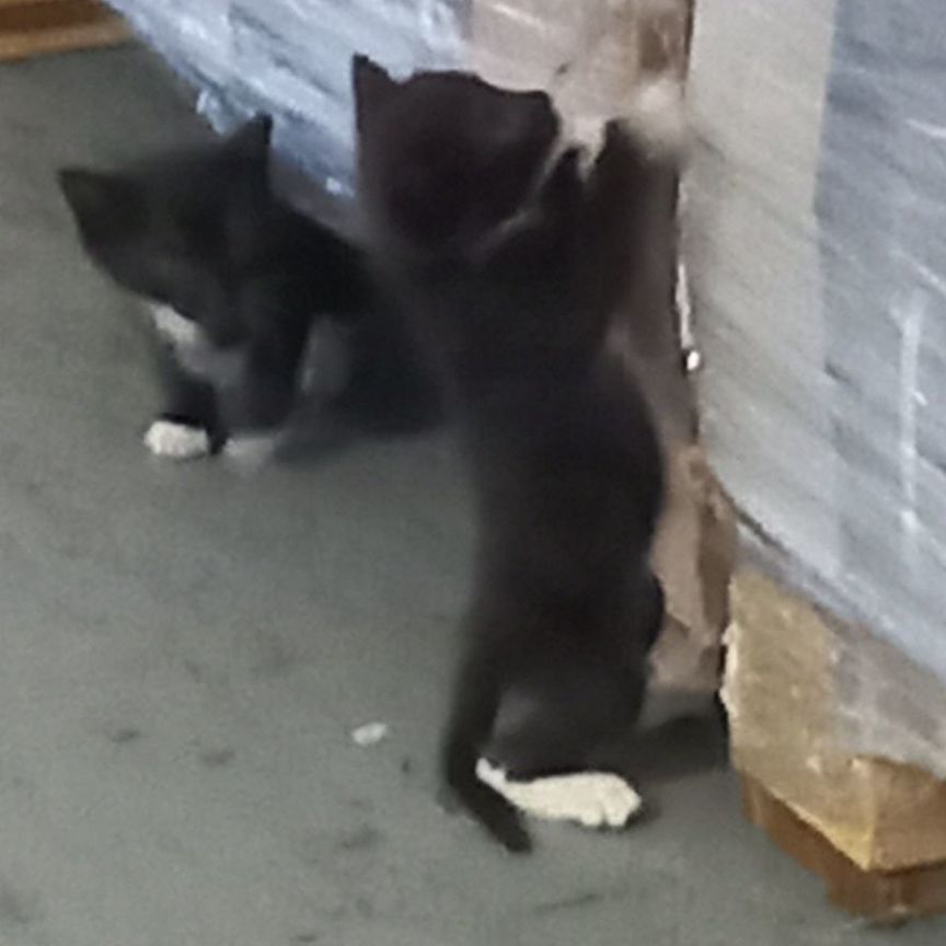 Котята