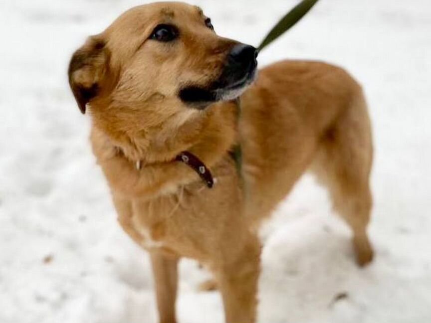 Собакчка Меренга ищет дом