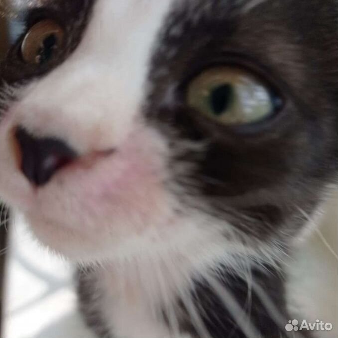 Котенок просто чудо, ищу ему дом