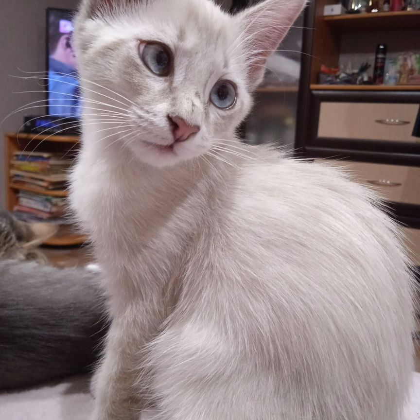 Кошка