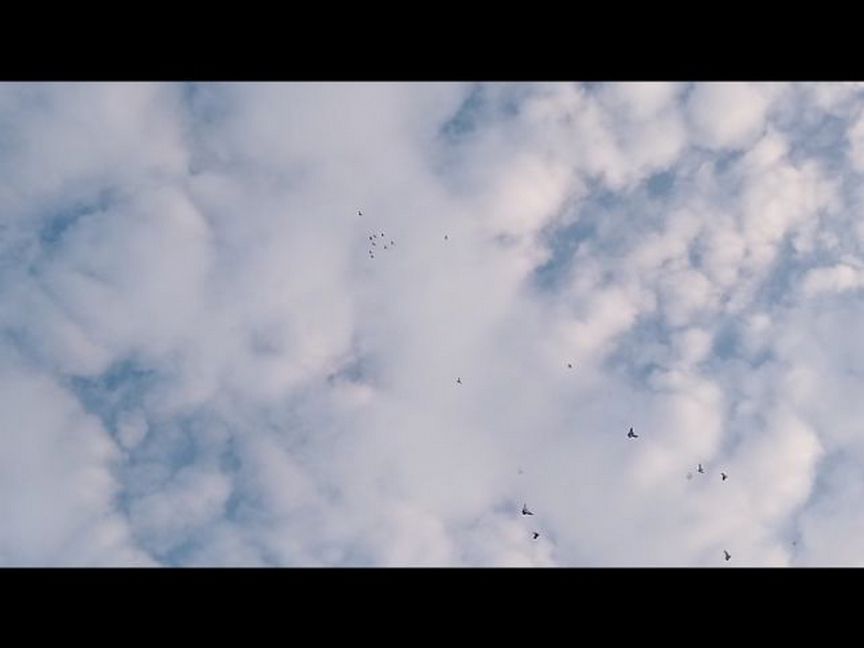 Николаевские голуби