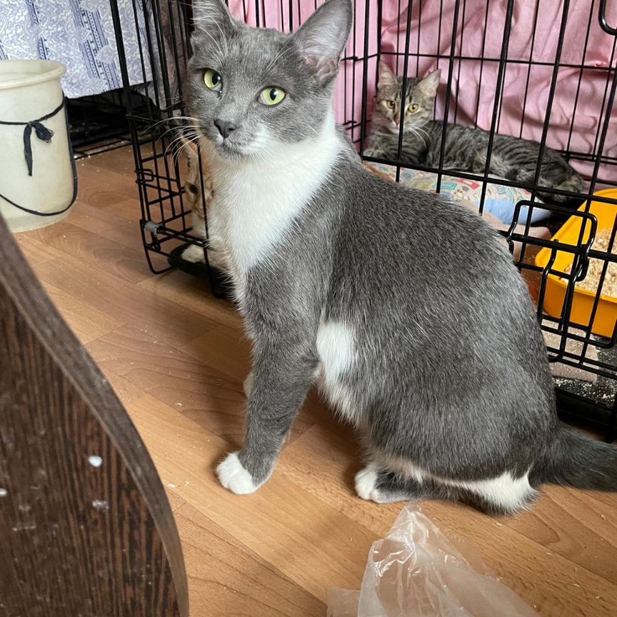 Котик из приюта. Можно в частный сектор