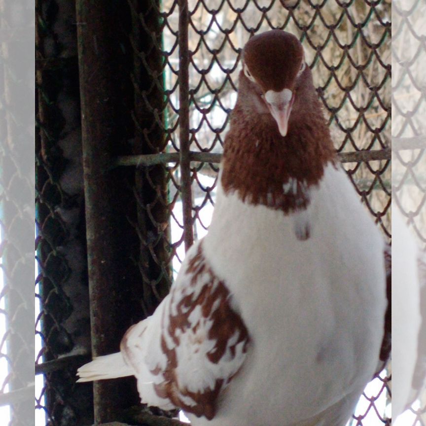 Голуби 2024 - 25 года