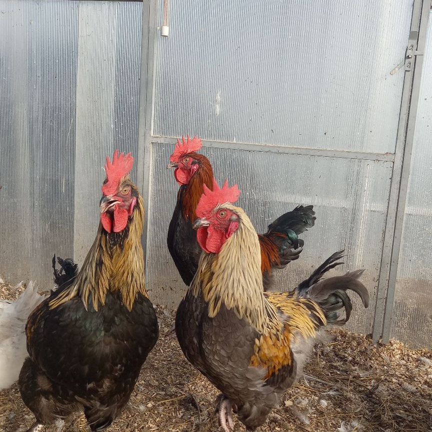 Молодые петухи мараны