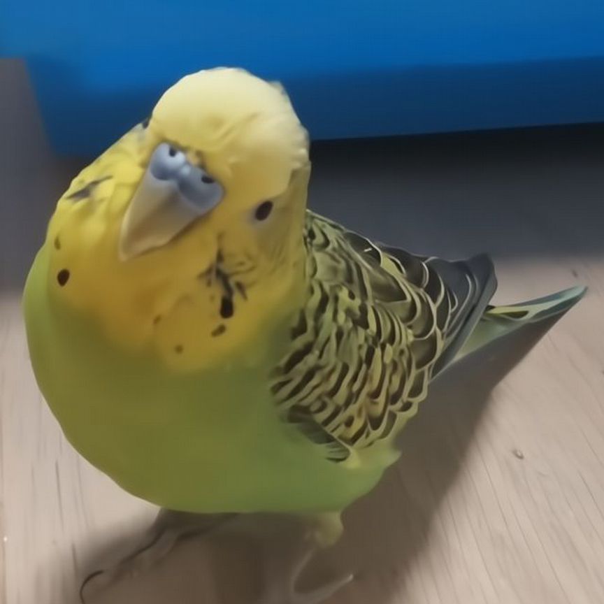 Волнистый попугай