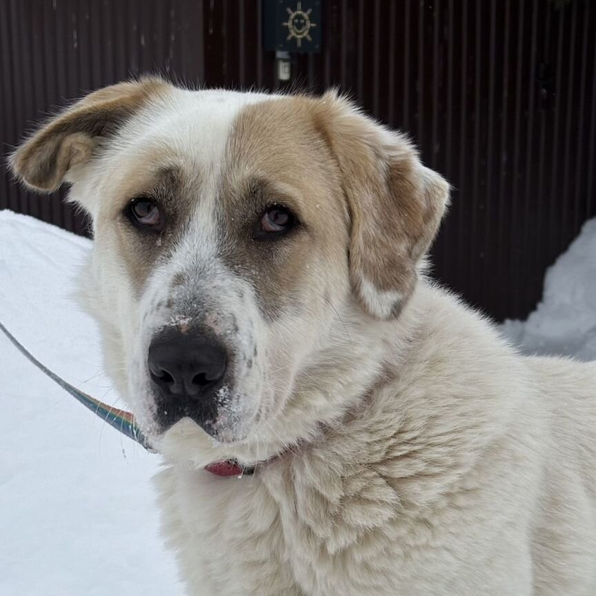 Взрослая собака в добрые руки