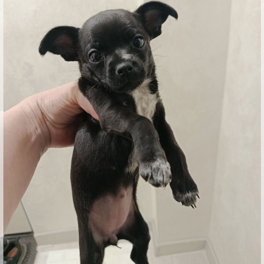 Чихуахуа, щенок