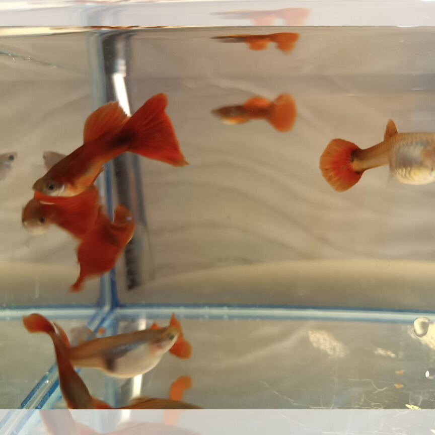 Аквариумные рыбки Гуппи