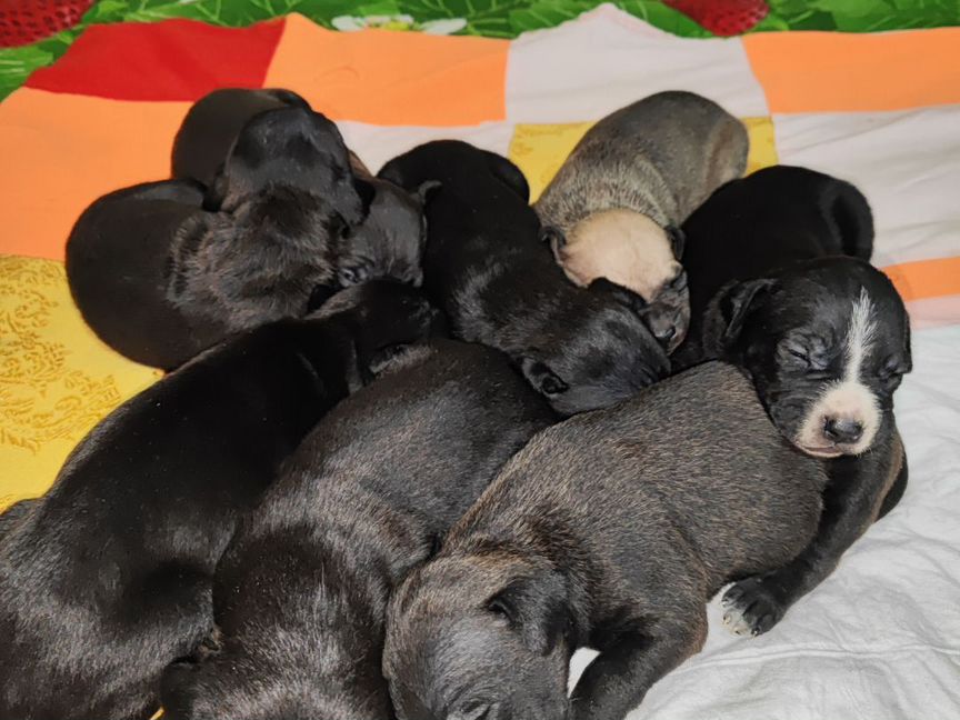 Щенки стаффа