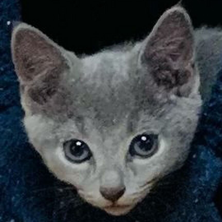 Русский голубой котёнок