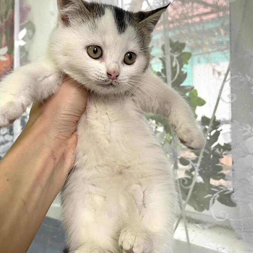 Котёнок гены шотландской скоттиш-страйт