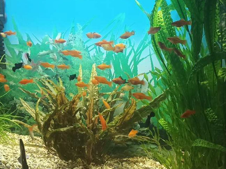 Аквариумные рыбки