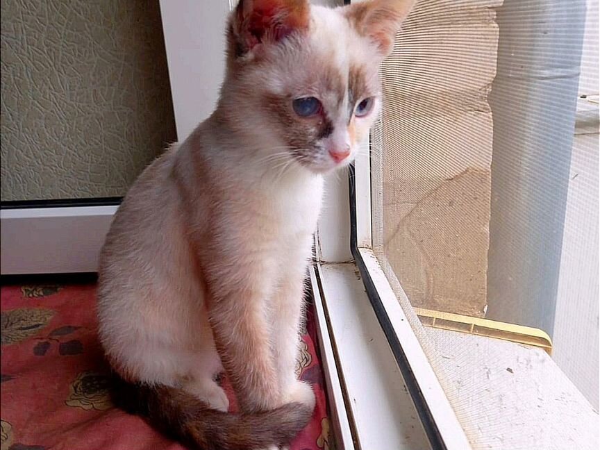 Отдаю котенка