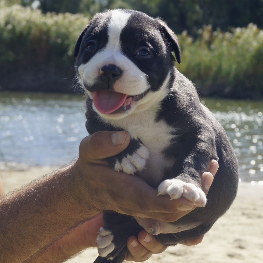 Американский булли