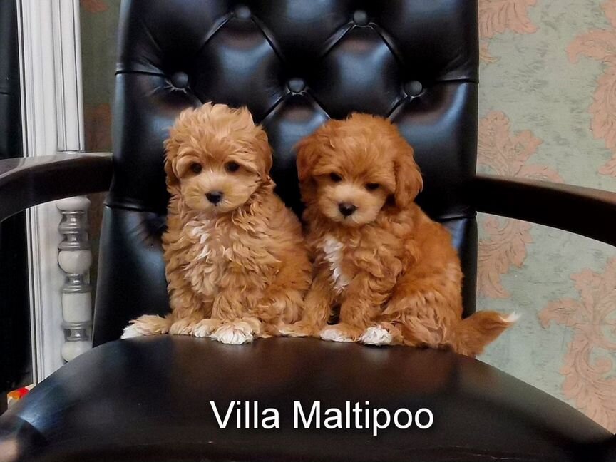 Мальтипу f1 micro