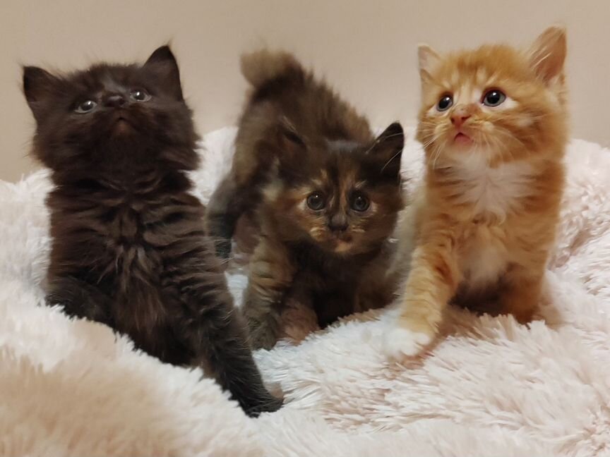 Котята Курильчики