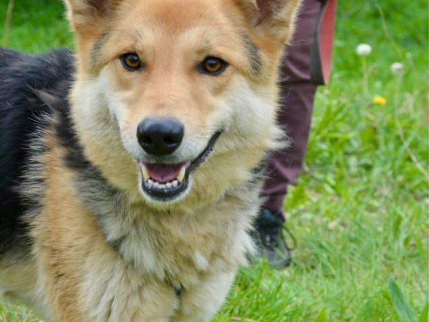 Миниатюрная Лисичка в поиске семьи