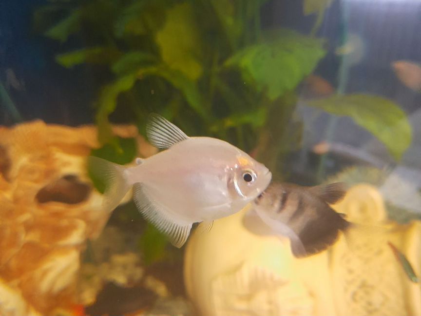 Тернеция белая 5 шт