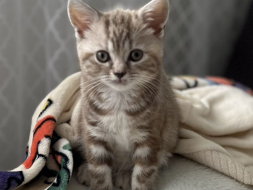 Шотланская 2 месяца, девочка