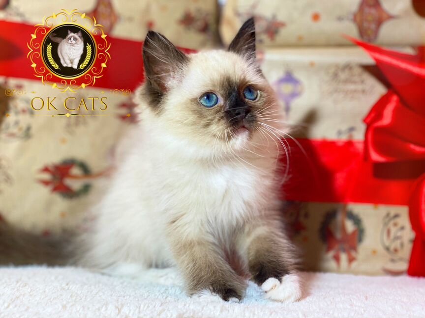 Малышка рэгдолл с документами