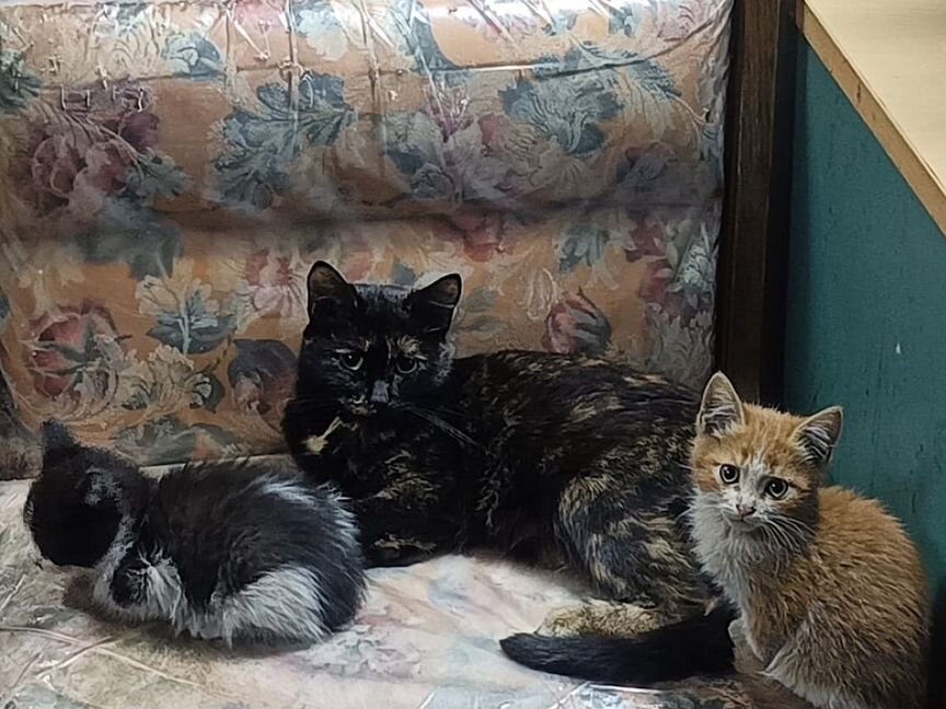 Котейки с предприятия