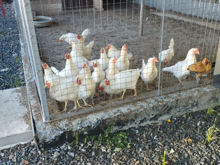 Куры несушки легорны