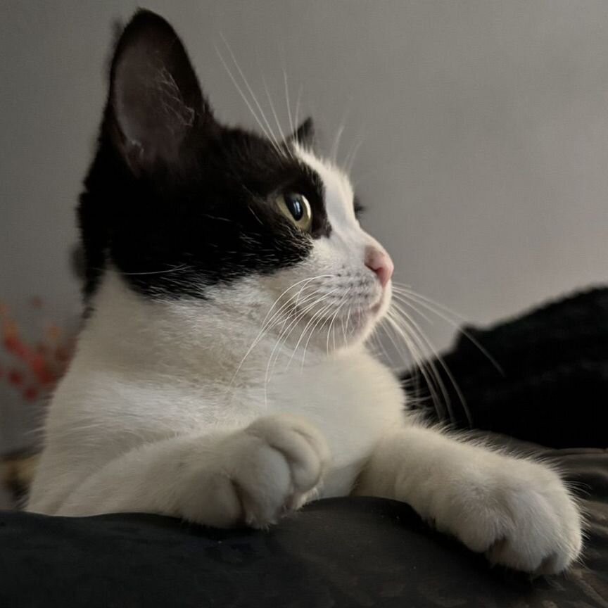 Взрослая, кошка в добрые руки