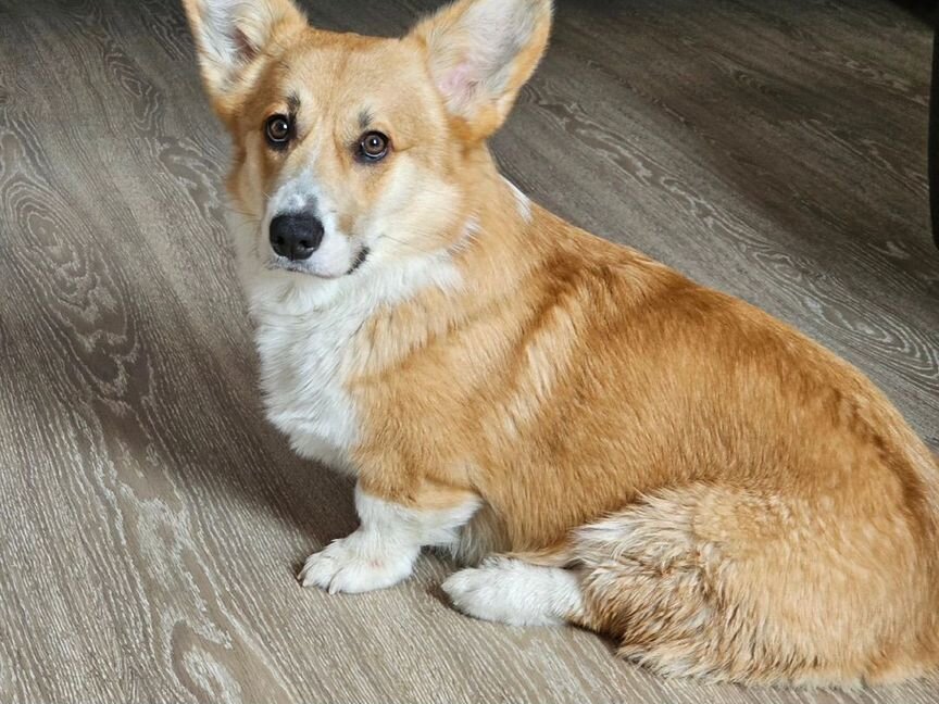 Вязка Корги Пемброк