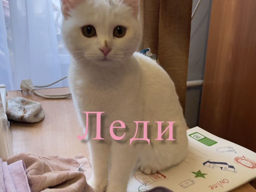 Найден домашний котенок, отдам