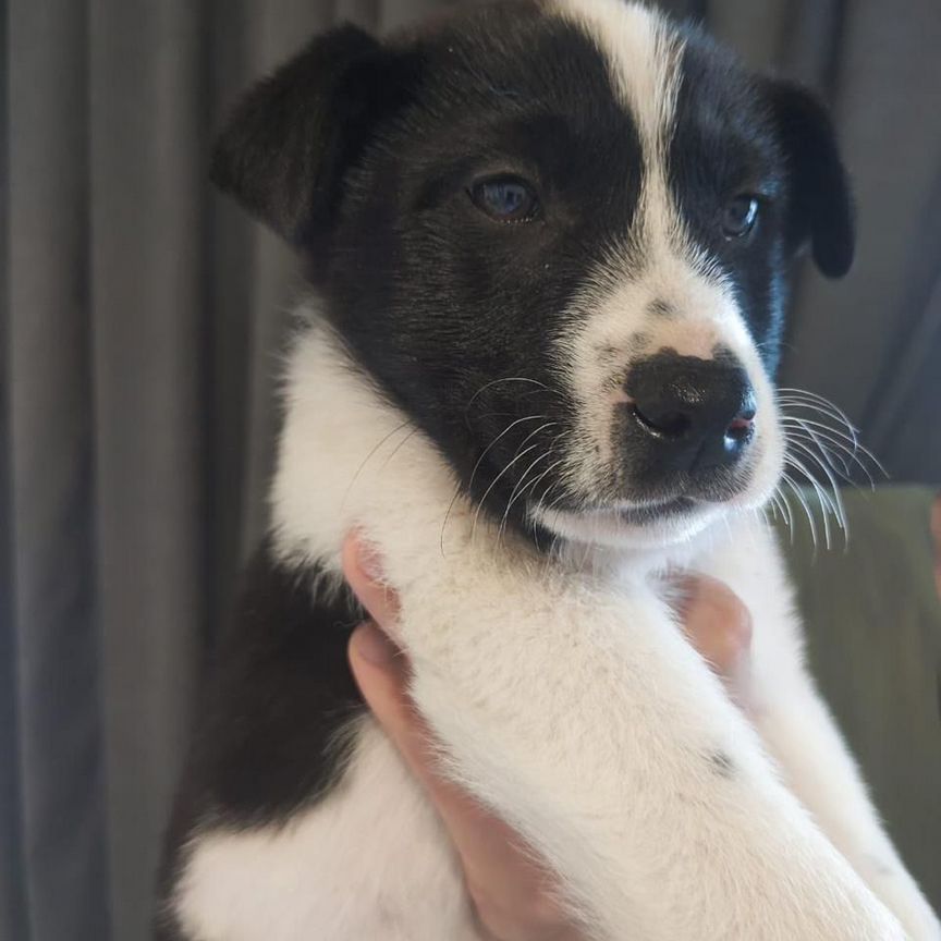 Щенок в добрые руки